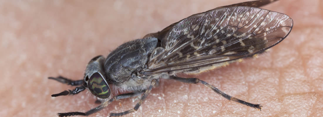 Dit kunt u het beste doen bij een dazenbeet - MAX Vandaag