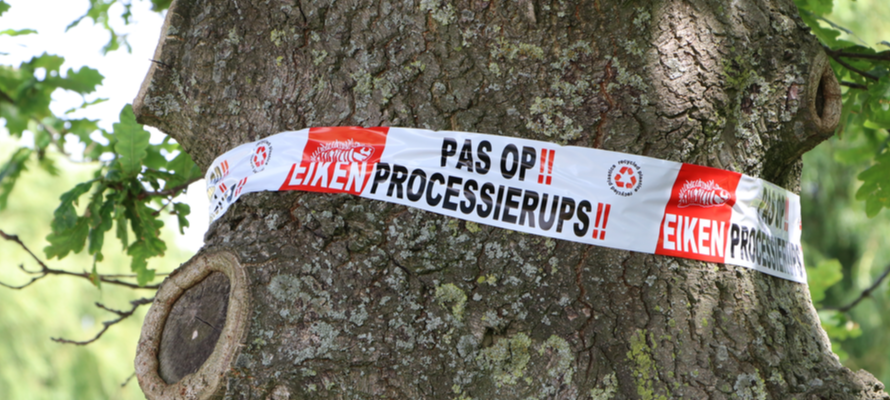 Minder eikenprocessierups overlast meldingen en jeukklachten, waar is de jeukrups gebleven ...