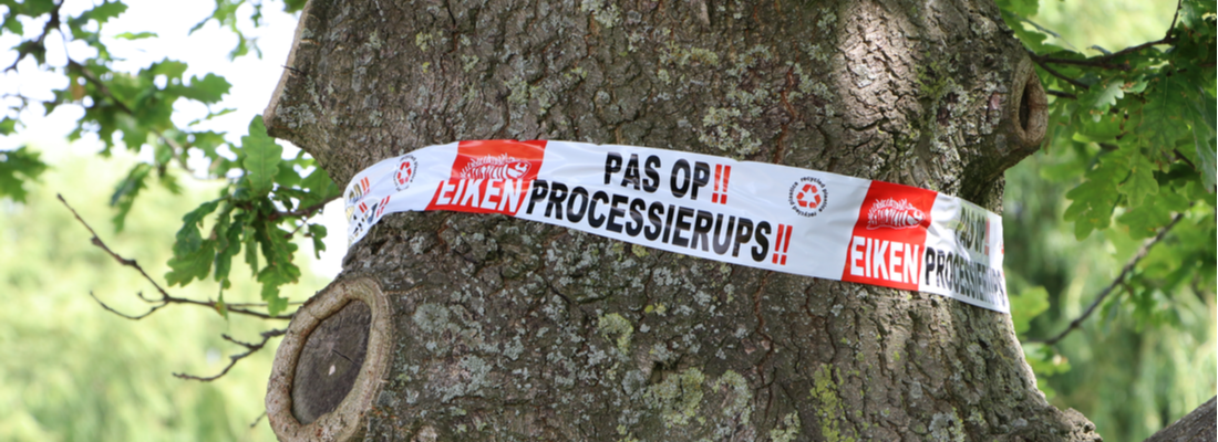 Minder eikenprocessierups overlast meldingen en jeukklachten, waar is de jeukrups gebleven ...