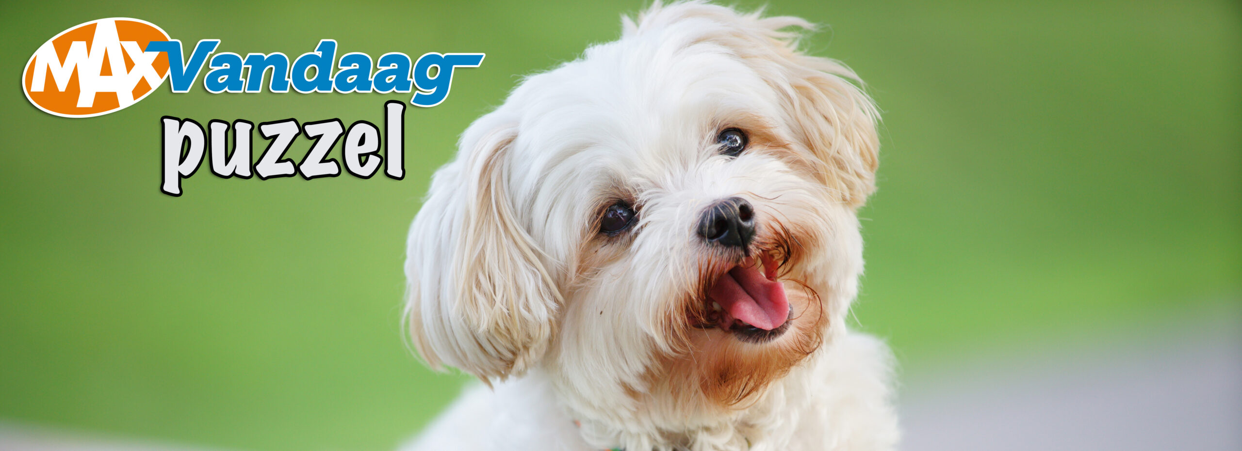 MAX Vandaag puzzel: het vrolijke witte hondje - MAX Vandaag
