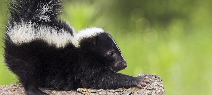 Hoe zit het? Waarom stinken sommige planten en dieren zo? - MAX Vandaag