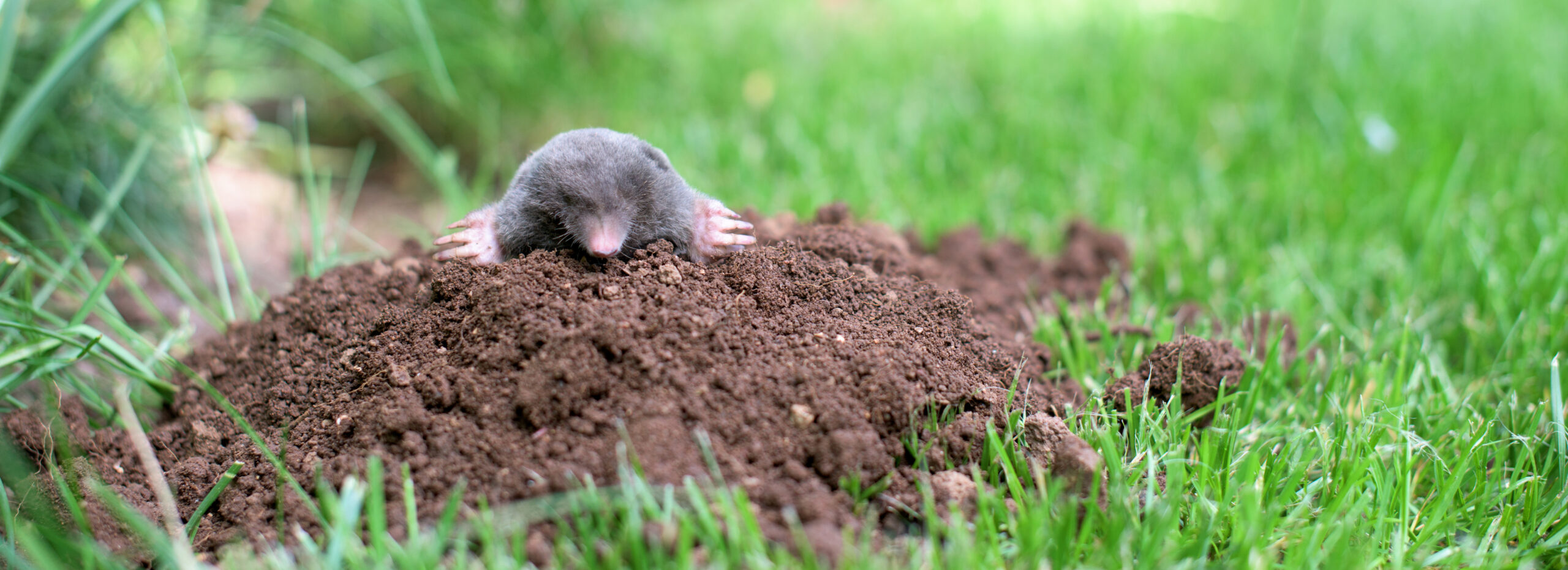 Mollen in de tuin: wat is er te doen tegen mollenoverlast? - MAX Vandaag