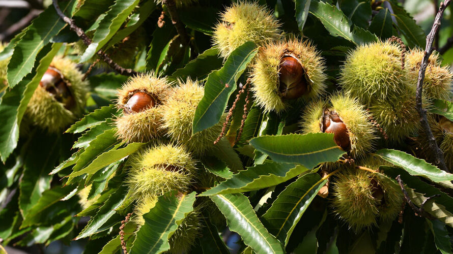 Zelf geraapte kastanjes eten? Let op welke soort u voor zich heeft ...