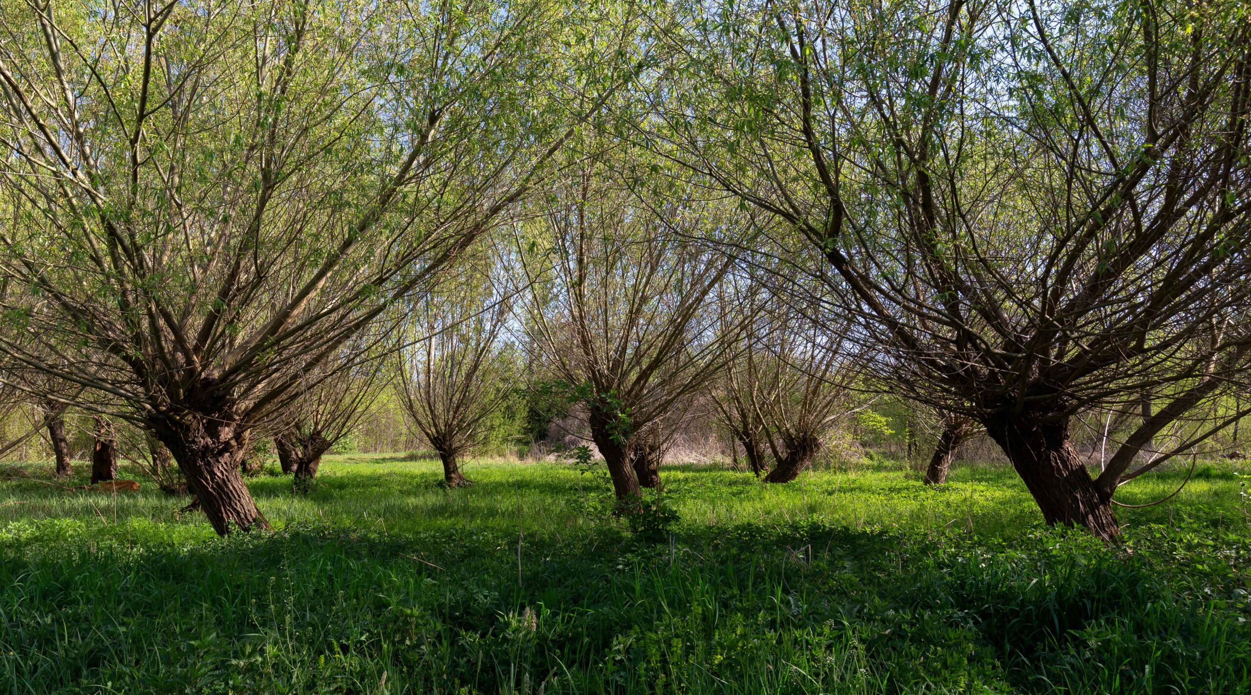 Tip 21: zo kweekt u zelf een knotwilg - MAX Vandaag