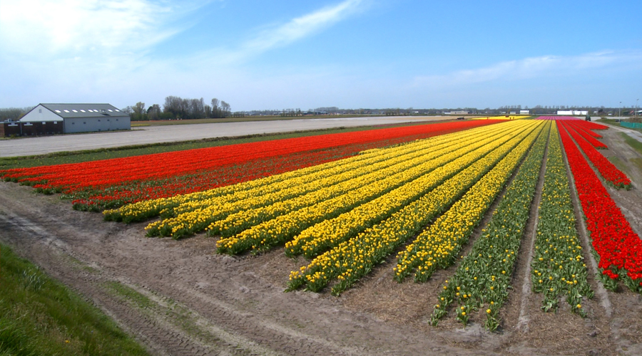 In beeld: de bollenvelden in bloei - MAX Vandaag