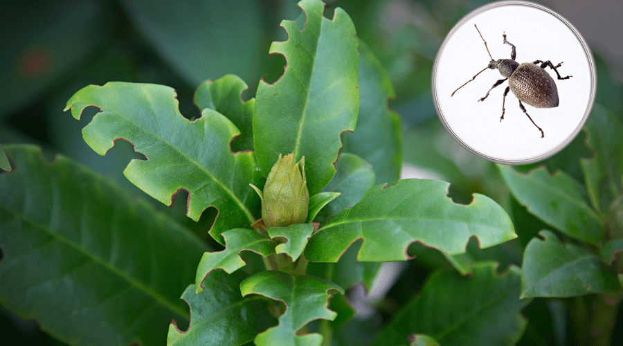 Taxuskever (vraat) en larven in de tuin herkennen en bestrijden - MAX ...