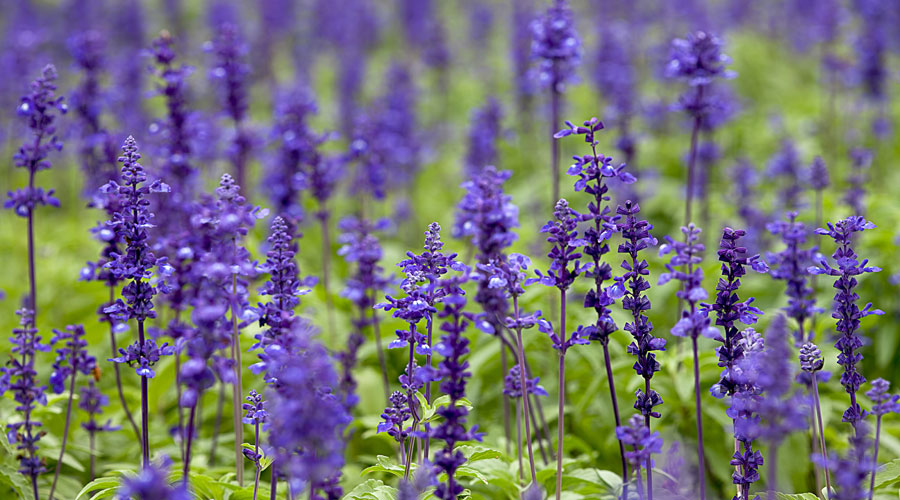 Tuinieren met inheemse planten - MAX Vandaag