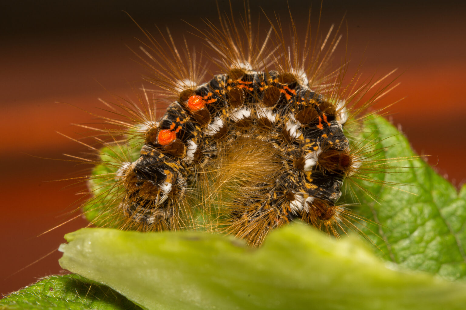 Eikenprocessierups-seizoen is begonnen, maar welke rupsen zien we nog ...