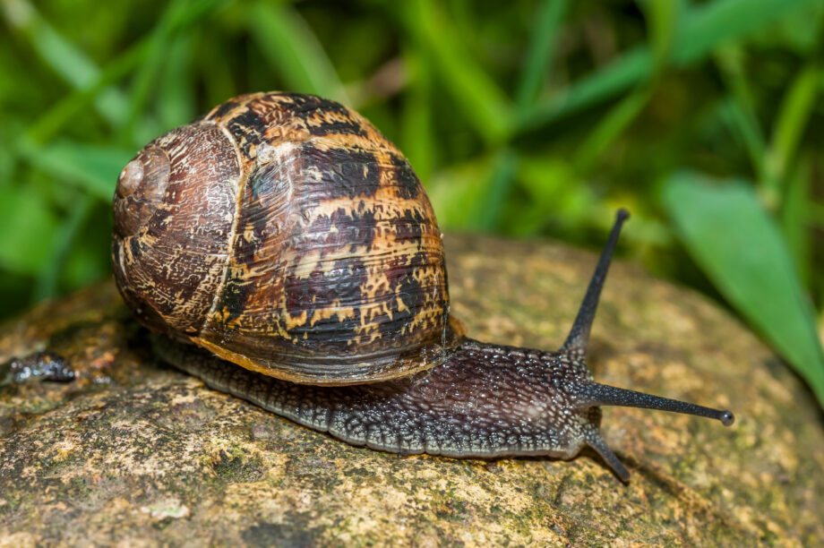 Het wemelt van de slakken, waarom zijn het er dit jaar zo veel? - MAX ...