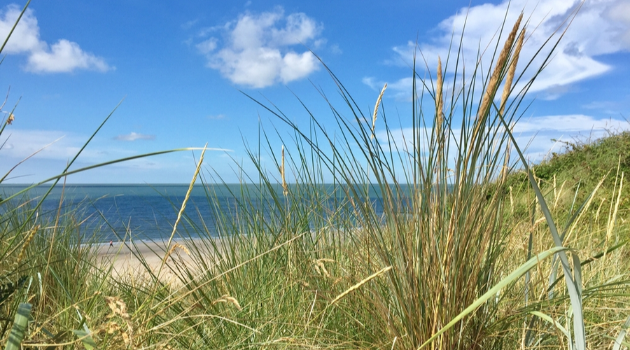 MAX Vandaag puzzel: maak het duingras compleet - MAX Vandaag