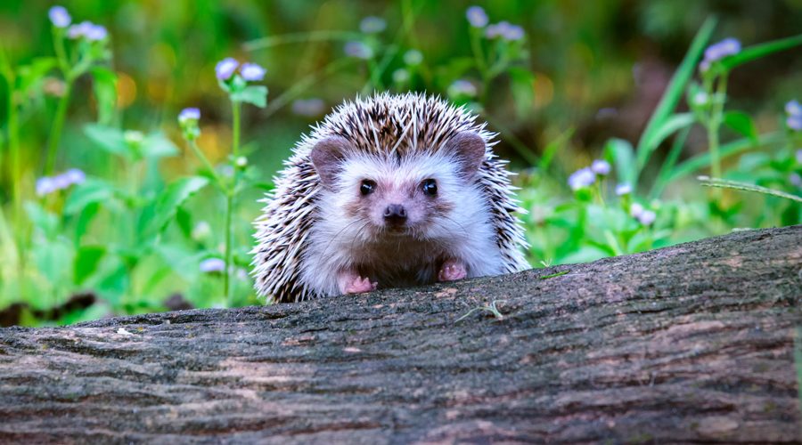 De egel heeft het moeilijk in Nederland, maar we kunnen iets doen - MAX ...
