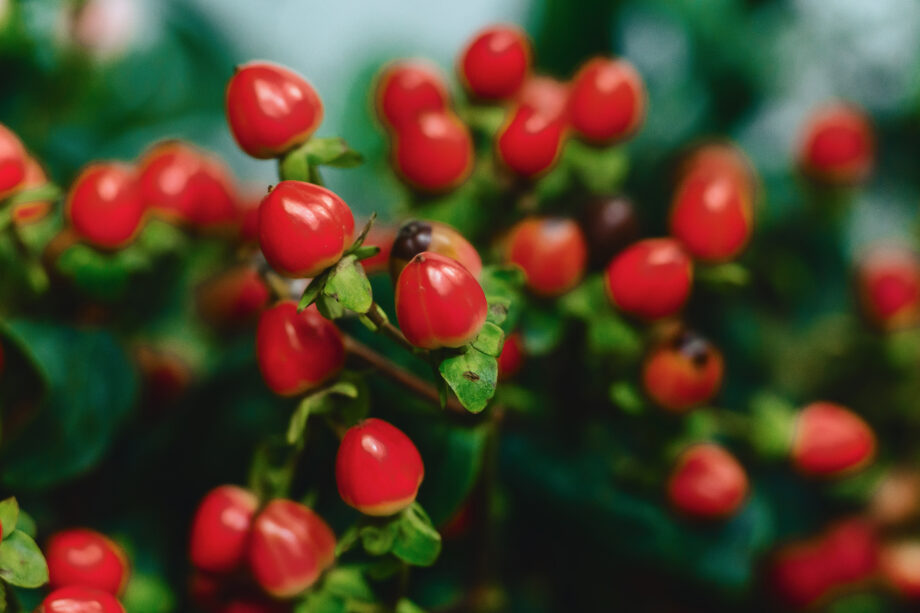11 planten met bessen voor tuin en balkon - MAX Vandaag