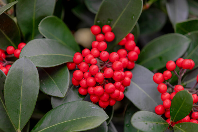11 planten met bessen voor tuin en balkon - MAX Vandaag