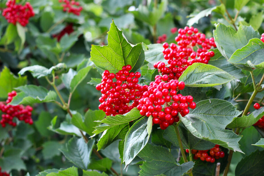 11 planten met bessen voor tuin en balkon - MAX Vandaag