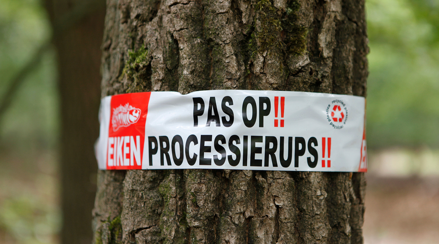 Eikenprocessierups-nesten gezien? Meld het - MAX Vandaag