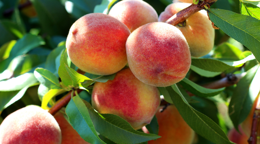 Met deze tip pelt u gemakkelijk een perzik - MAX Vandaag