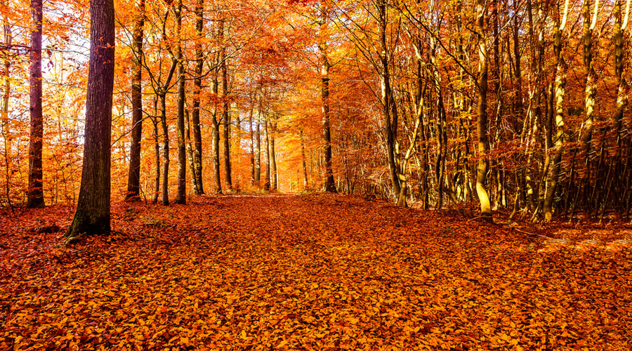 MAX Vandaag puzzel: maak de herfstbladeren in het bos compleet - MAX ...