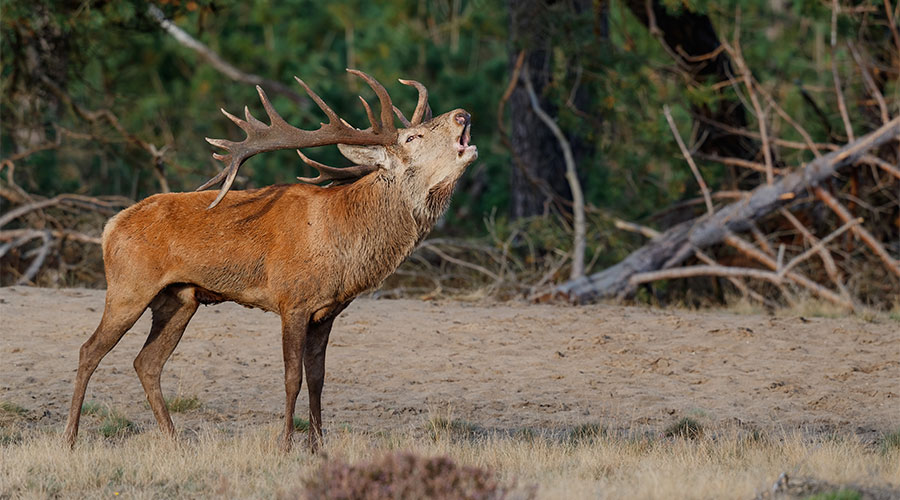 De bronst van edelherten is weer begonnen, dit is het en hier kunt u ...