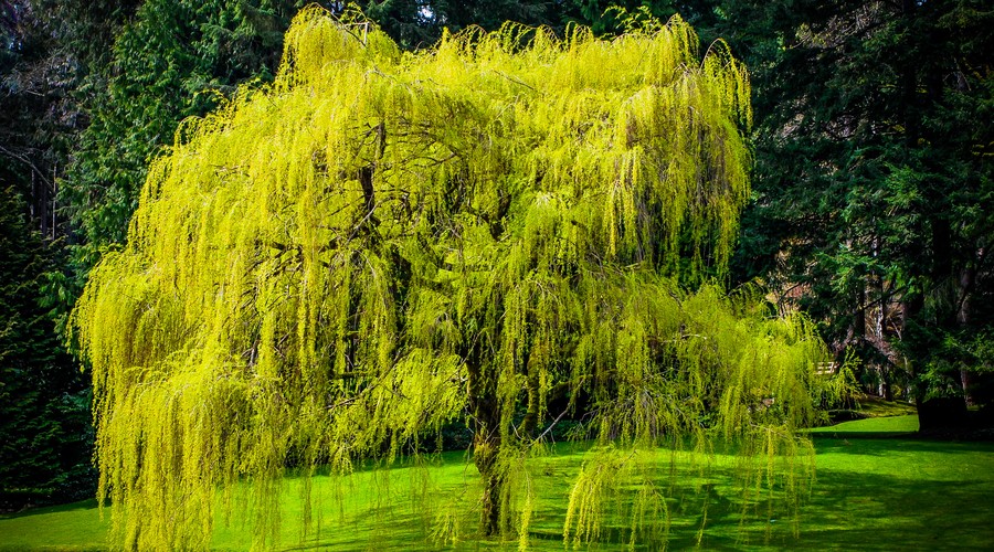 MAX Vandaag puzzel: maak de treurwilg compleet - MAX Vandaag