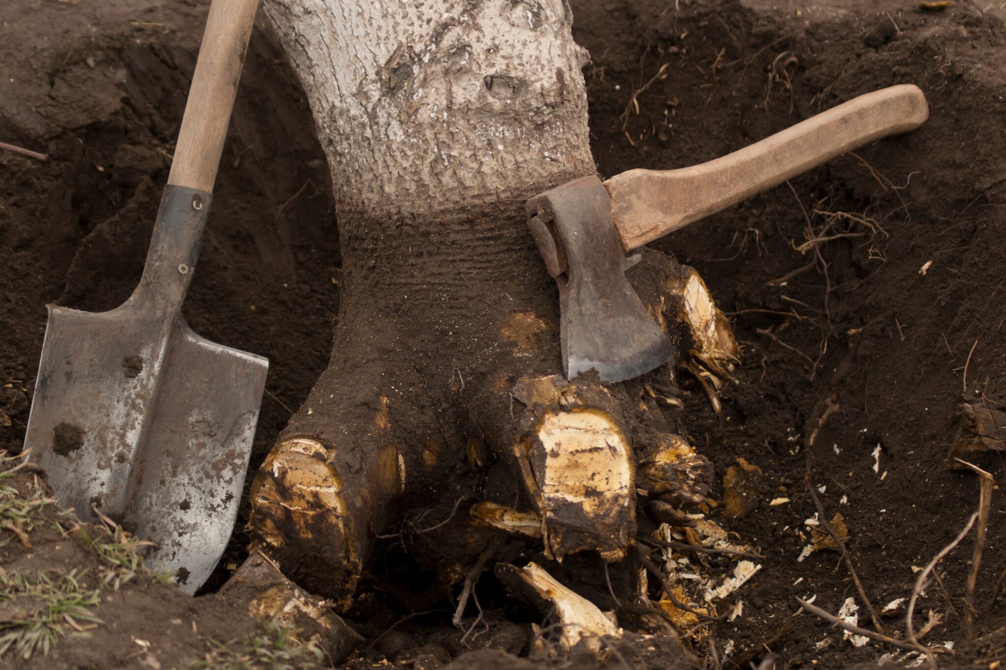 Zo kunt u een boomstronk uit de tuin verwijderen - MAX Vandaag