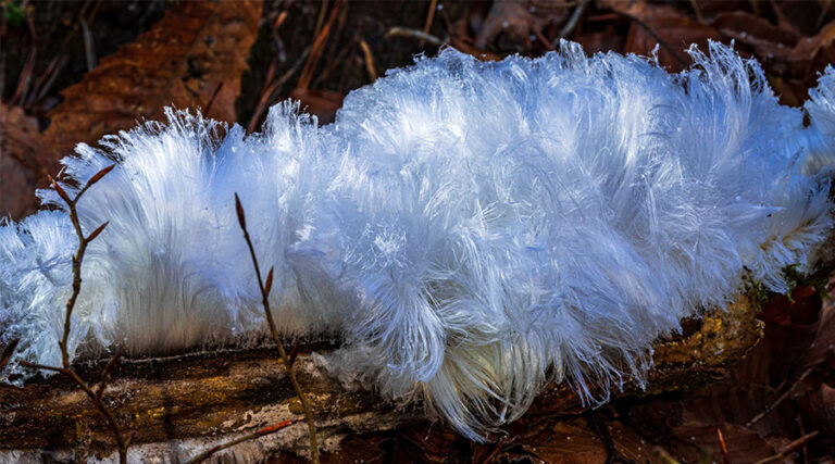 Wat is ijshaar en hoe ontstaat het? - MAX Vandaag