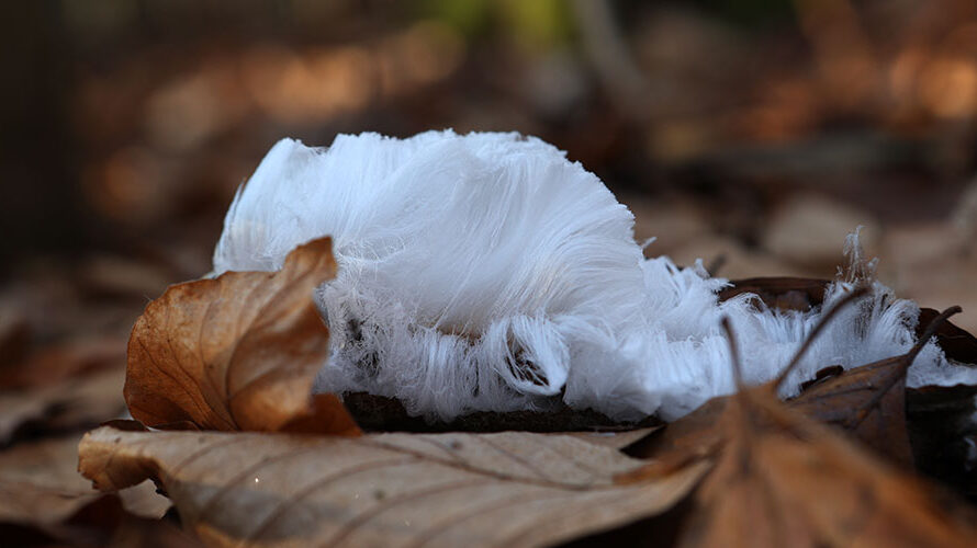 Wat is ijshaar en hoe ontstaat het? - MAX Vandaag