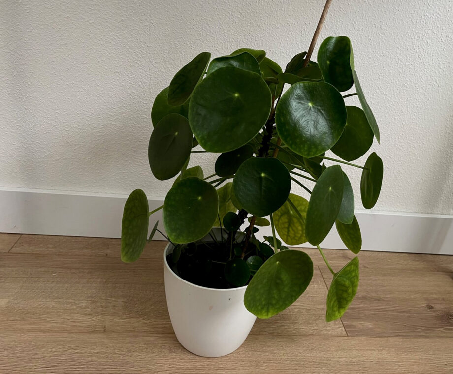 Zo zorgt u dat een pannenkoekplant recht en niet scheef groeit - MAX ...