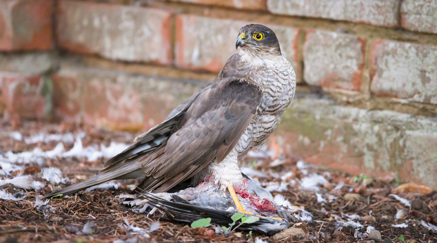 Natuurmoment: de sperwer als torenwachter - MAX Vandaag