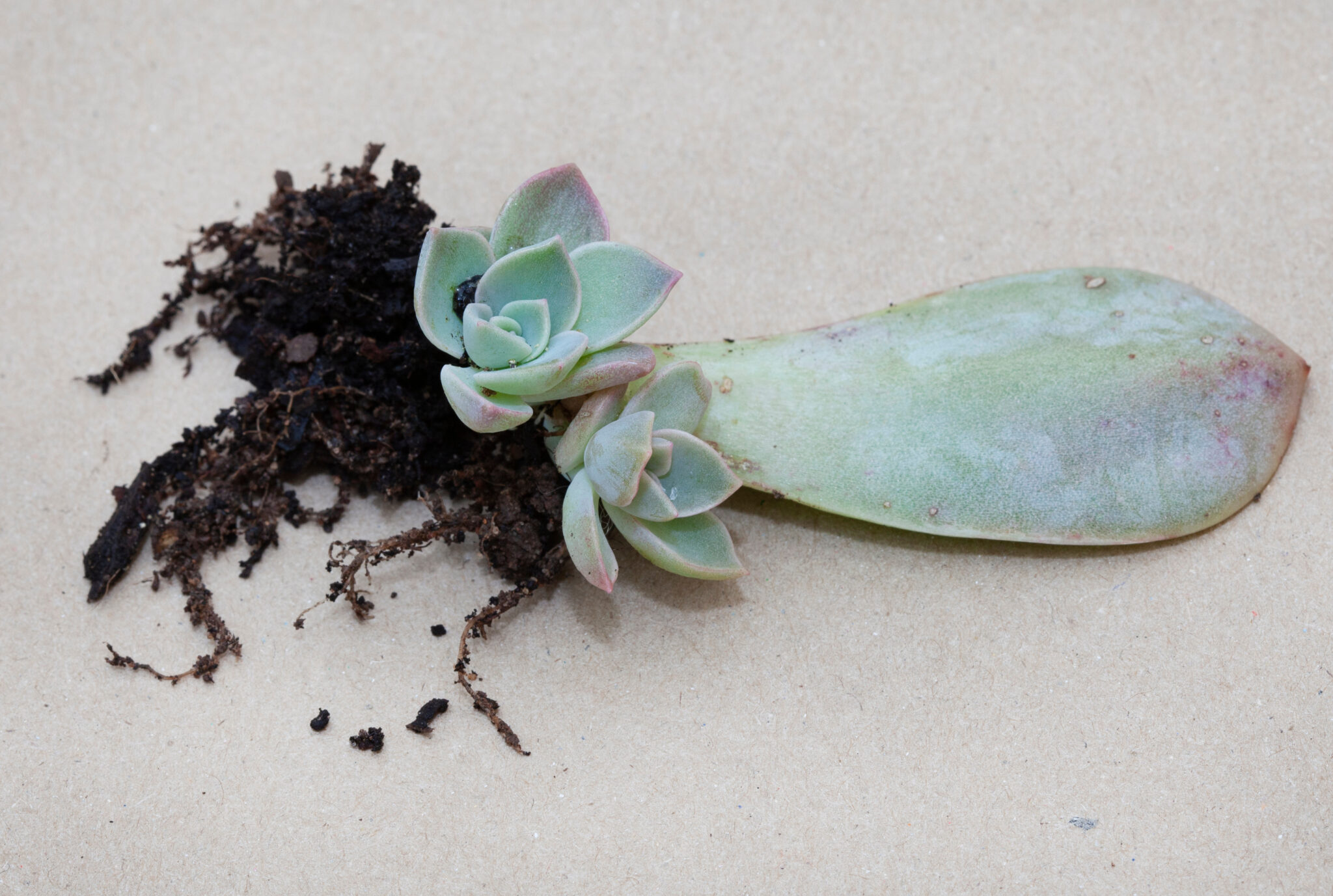 Zo maakt u een nieuwe vetplant met slechts 1 blad - MAX Vandaag