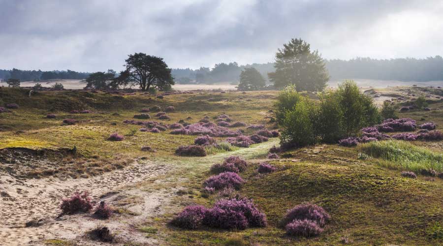 Het weer: geregeld regen - MAX Vandaag