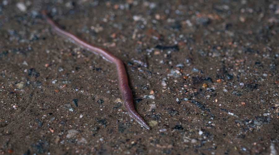 Waarom komen regenwormen boven de grond (wanneer het regent)? - MAX Vandaag