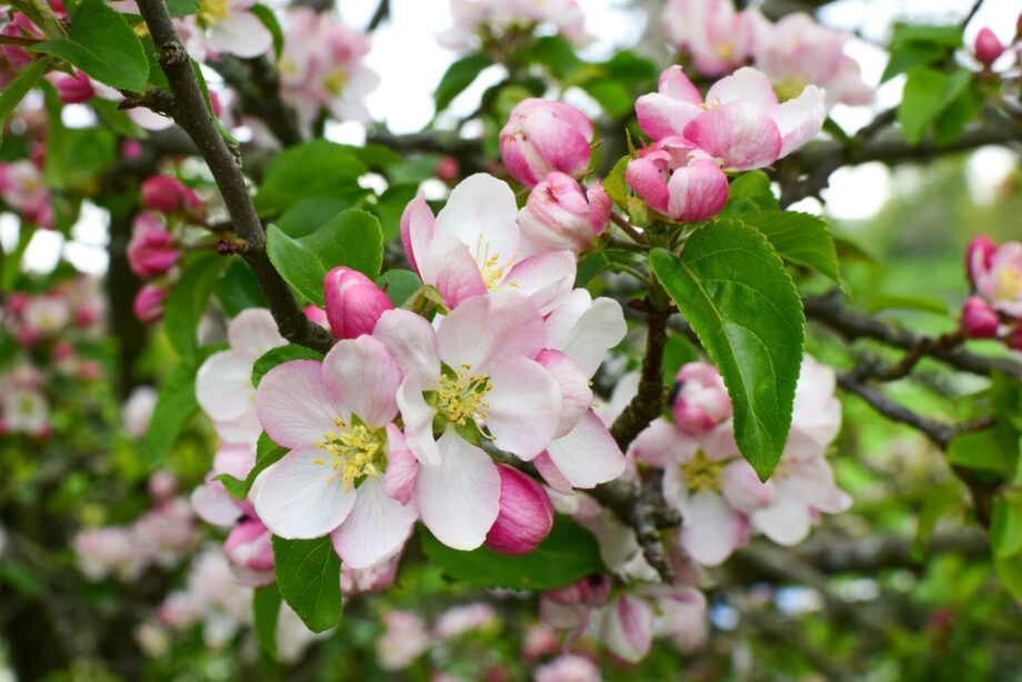 De bloesembomen staan weer in bloei, hier kunt u ze bekijken - MAX Vandaag