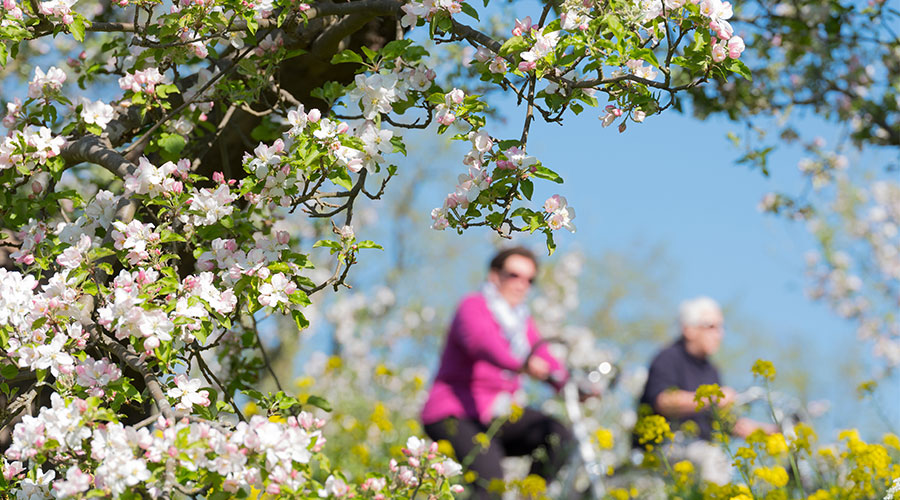 De bloesembomen staan weer in bloei, hier kunt u ze bekijken - MAX Vandaag