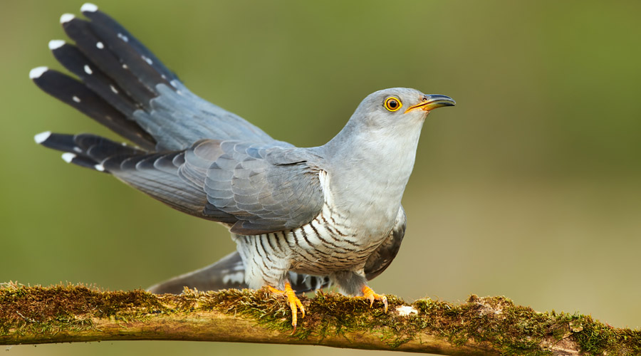 Het weer: het warmt op, wachten op de koekoek - MAX Vandaag