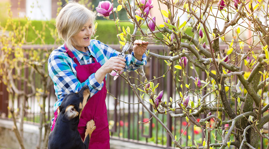 Zo kunt u een Magnolia (Beverboom) snoeien na de bloei - MAX Vandaag