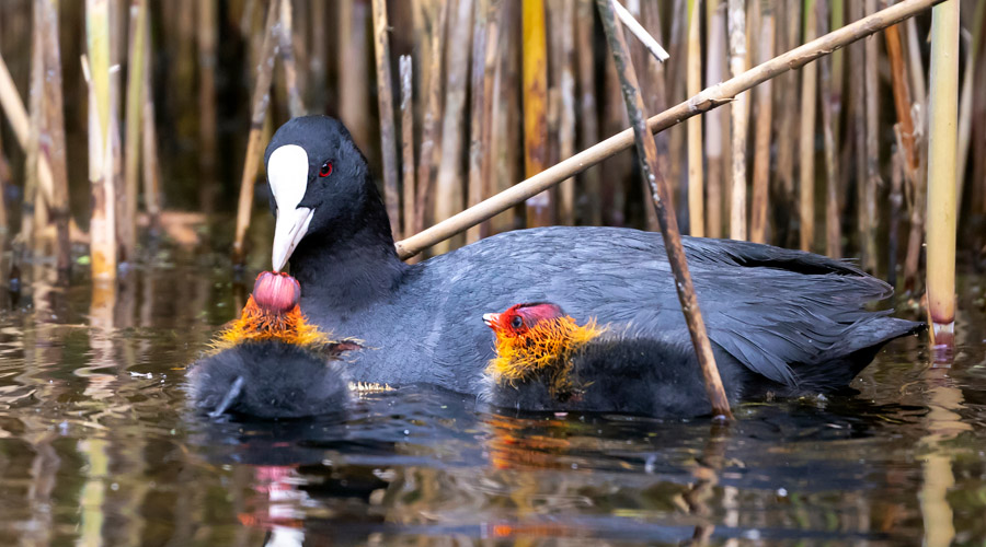 Natuurmoment: slimme meerkoeten - MAX Vandaag