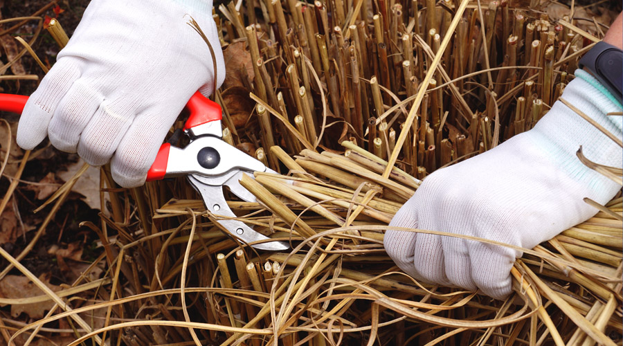 Tip 30: handen uit de mouwen, tuinliefhebers! - MAX Vandaag