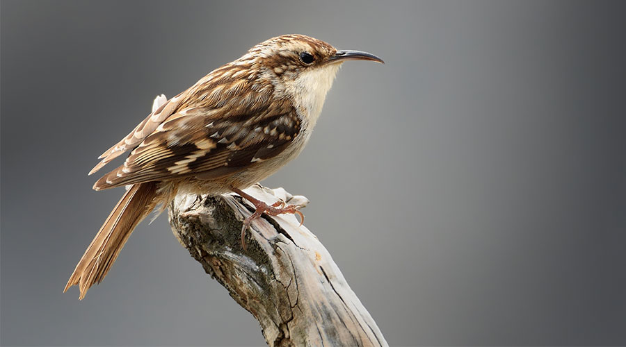 Natuurmoment: de boomkruiper speelt verstoppertje - MAX Vandaag