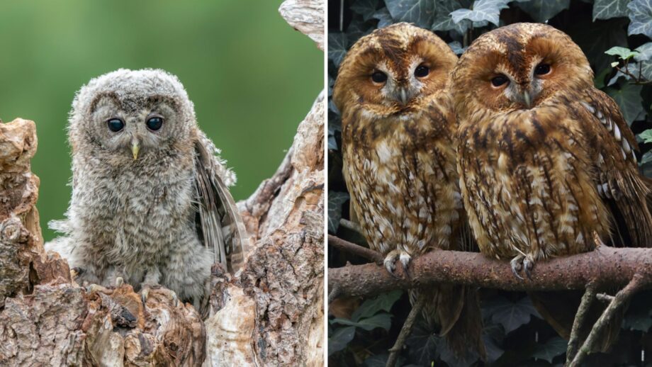Lelijke jonge vogels bloeien mooi op, herkent u ze? - MAX Vandaag