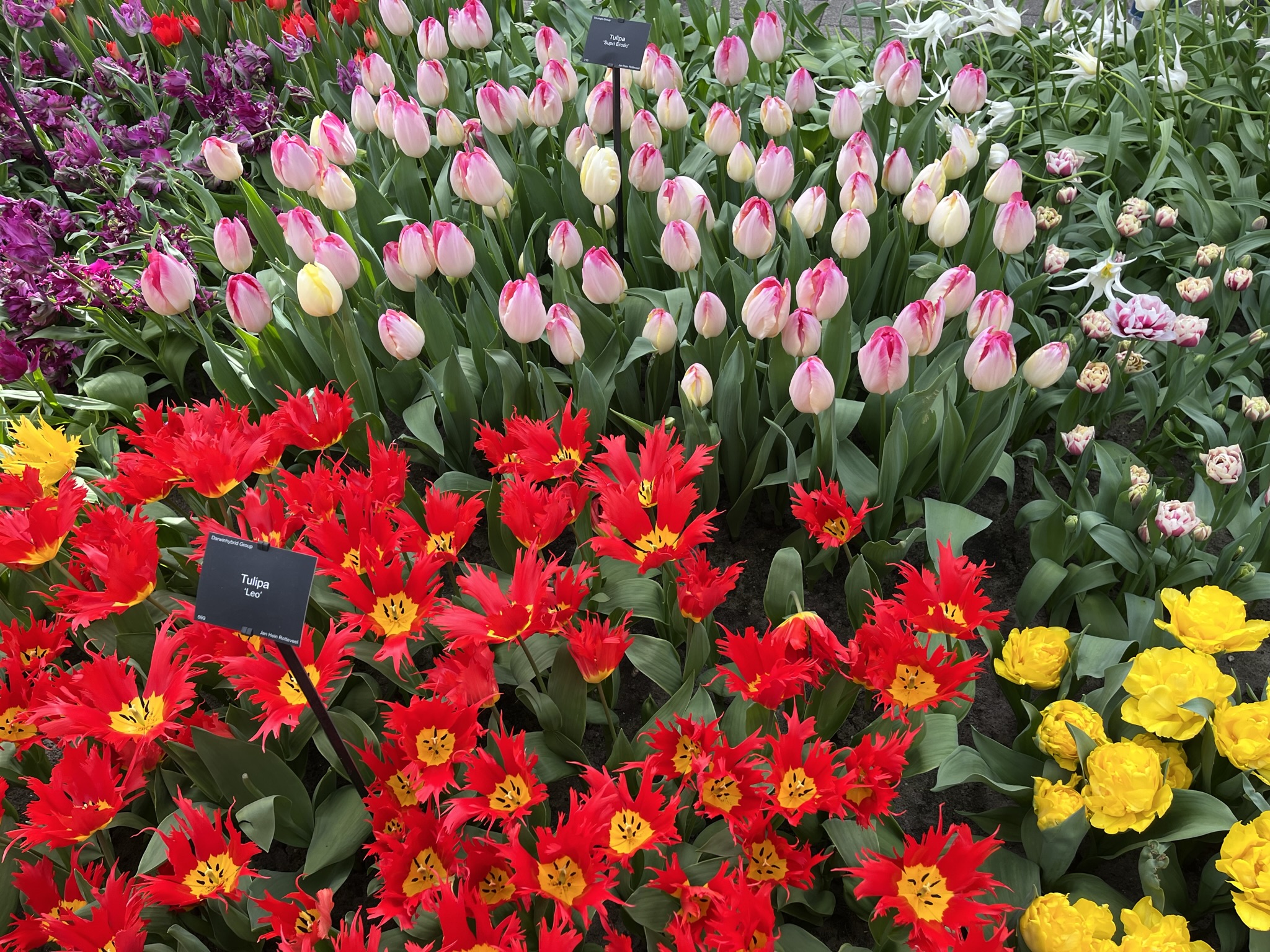 Tuinbezoek: de Keukenhof in 25 foto's - MAX Vandaag