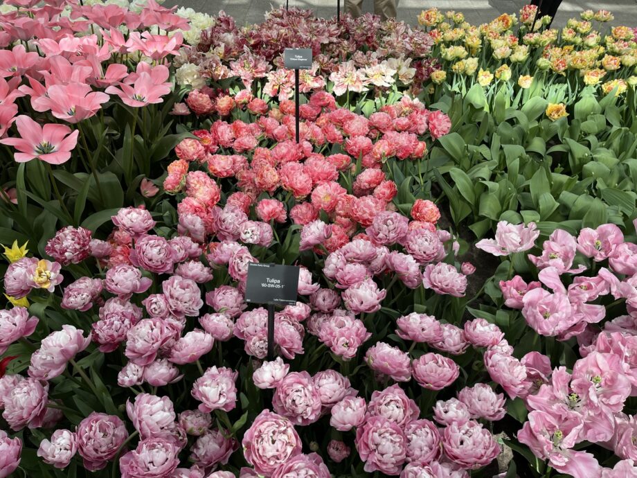 Tuinbezoek: de Keukenhof in 25 foto's - MAX Vandaag