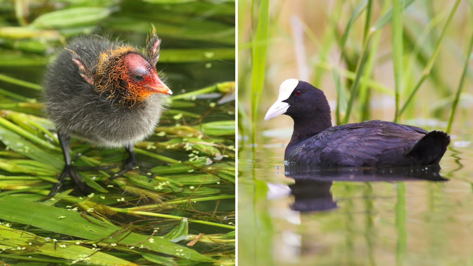Lelijke jonge vogels bloeien mooi op, herkent u ze? - MAX Vandaag
