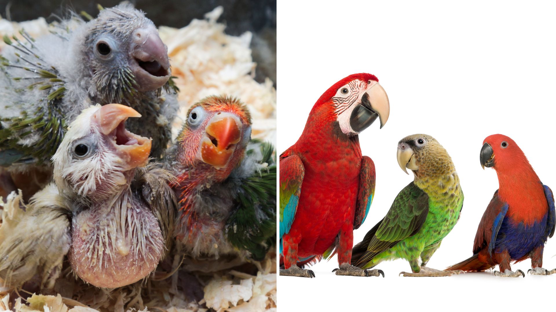 Lelijke jonge vogels bloeien mooi op, herkent u ze? - MAX Vandaag