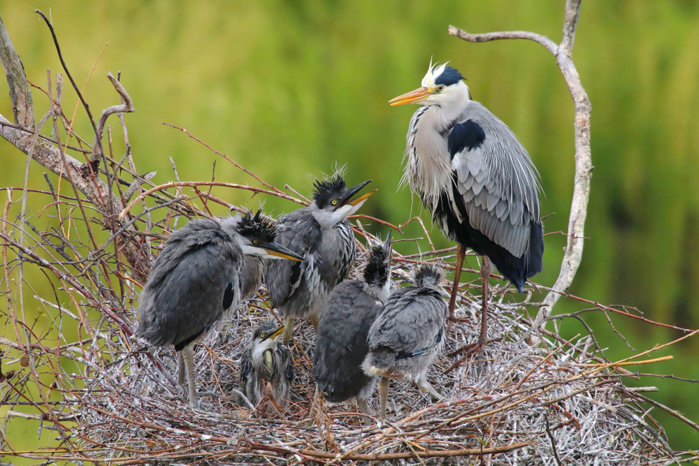 Lelijke jonge vogels bloeien mooi op, herkent u ze? - MAX Vandaag