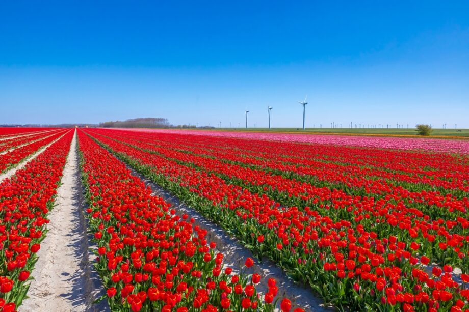 De tulpenvelden staan in bloei, ga eens niet naar de Bollenstreek maar ...