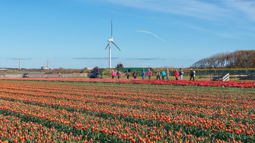 De tulpenvelden staan in bloei, ga eens niet naar de Bollenstreek maar ...