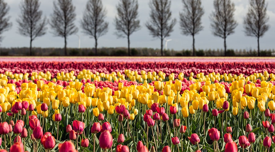 De tulpenvelden staan in bloei, ga eens niet naar de Bollenstreek maar ...