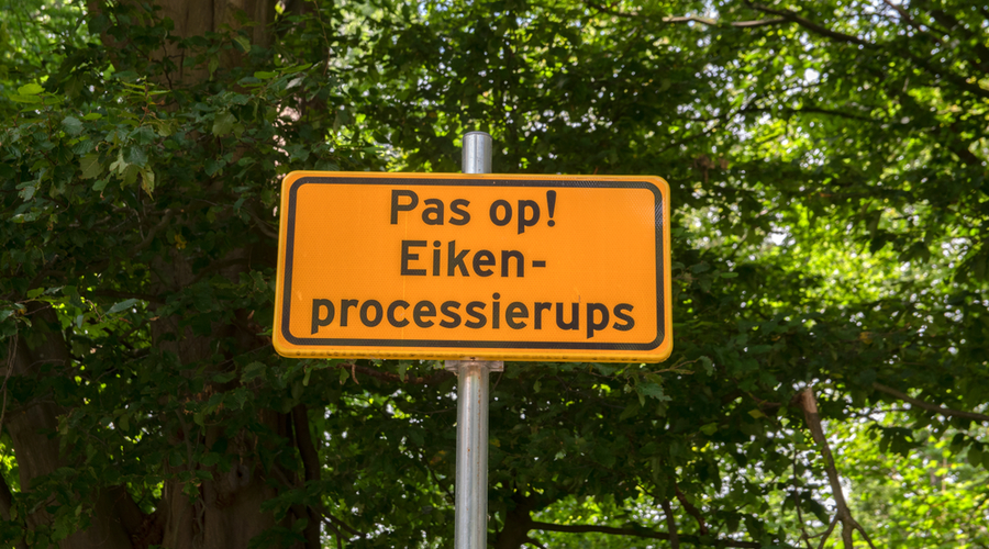 Eikenprocessierups is laat: wat betekent dit voor de overlast? - MAX Vandaag