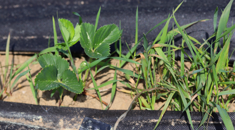Kweekgras verwijderen: het is lastig te bestrijden, maar zo komt u er ...