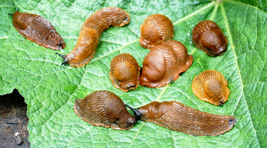 Het wemelt van de slakken, waarom zijn het er soms zo veel? - MAX Vandaag